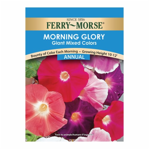 Ferry Morse® Annual Giant Mixed Colors Morning Glory Seed Packet 1 Ct