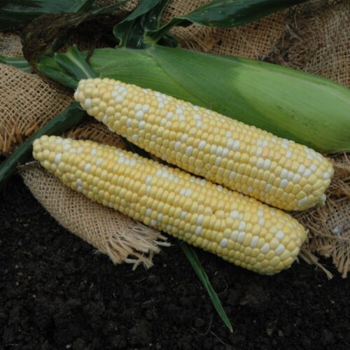 Sweet Corn Kickoff XR F1 Seed / Untreated / 10,000 Seeds, 10000 Count ... Sweet Corn Kickoff XR F1 Seed / Untreated / 10,000 Seeds, 10000 Count ...