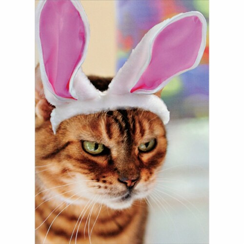 RSVP Angry Cat in Bunny Ears Funny Humorous Easter Card 1 card 1 envelope Kroger