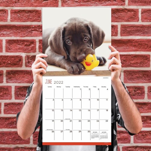 2022 Puppies 12 Month Wall Calendar by TF Publishing, 1 ct - Kroger 2022 Puppies 12 Month Wall Calendar by TF Publishing, 1 ct - Kroger