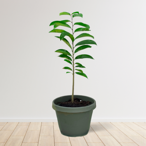 Soursop tree store