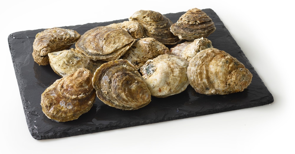 Live In Shell Oysters 1 lb Kroger