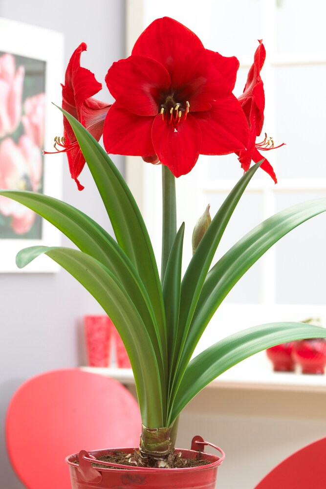 Economy Amaryllis Red Lion 3 Pack 1 Dillons Food Stores